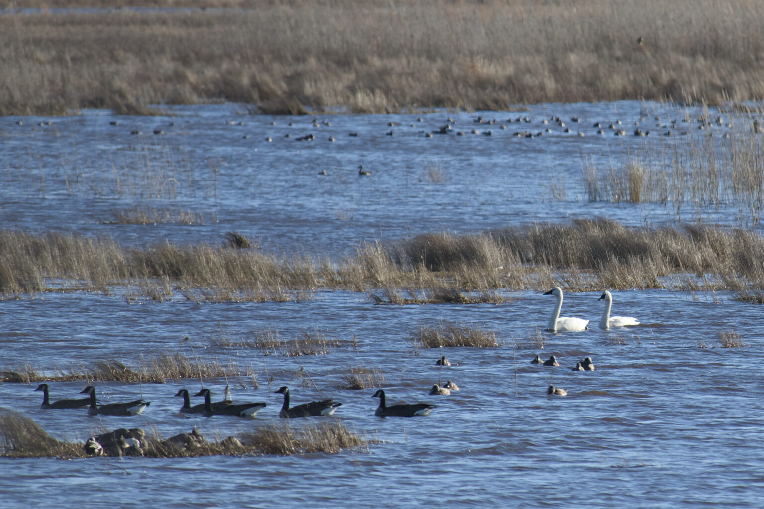 Lake Mattamuskeet | Outer Banks Day Trips